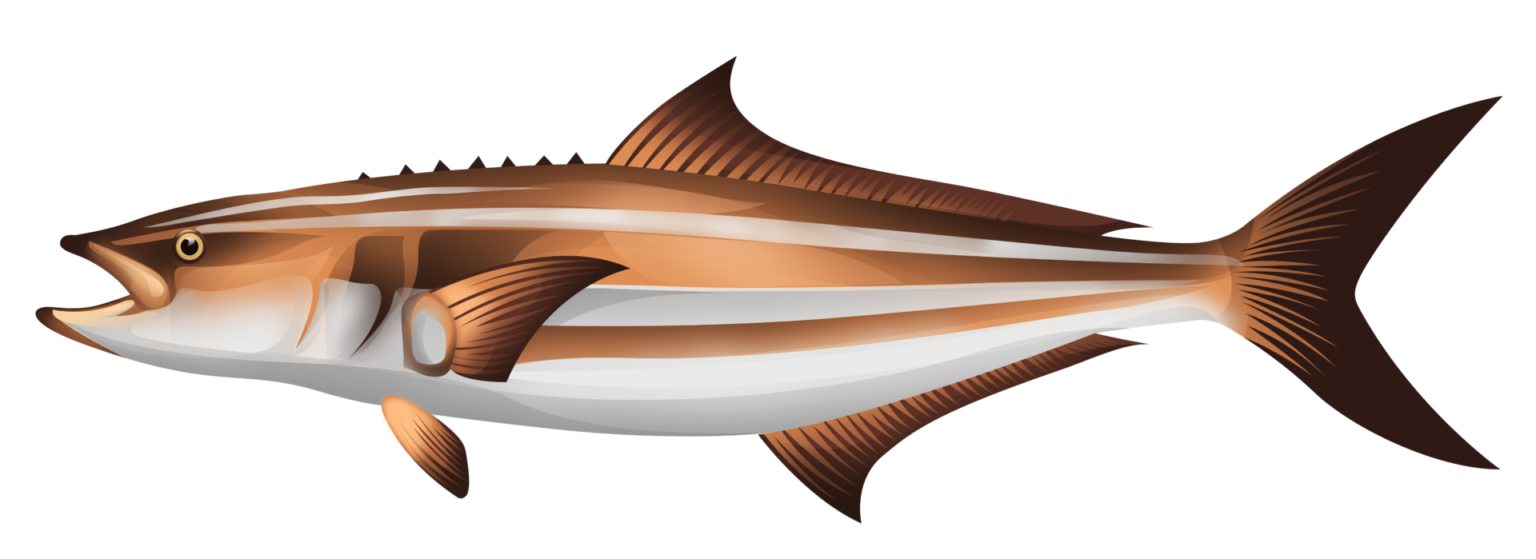 Catching And Cooking Cobia - Apollo Beach Fishing Charters