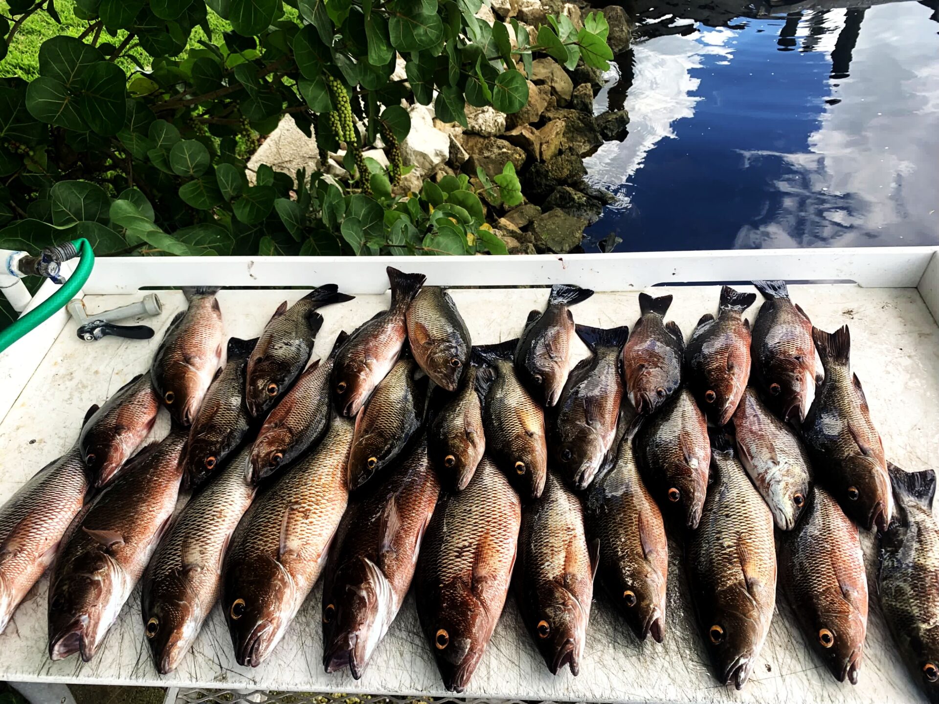 Captain Gavin's Surprising Charter Fishing Facts - Apollo Beach Fishing ...